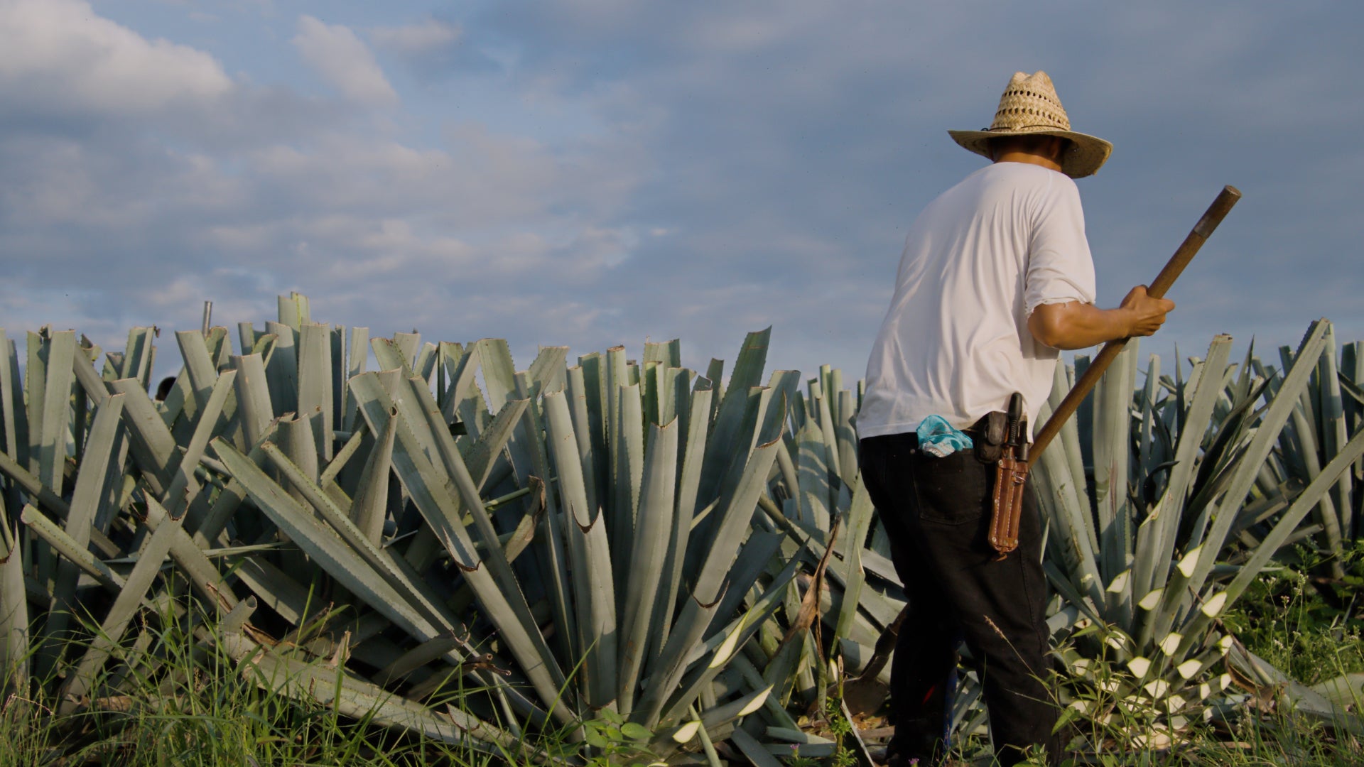 TequilaWhiteLabel: The Definitive Portal to Explore the World of Bulk ...
